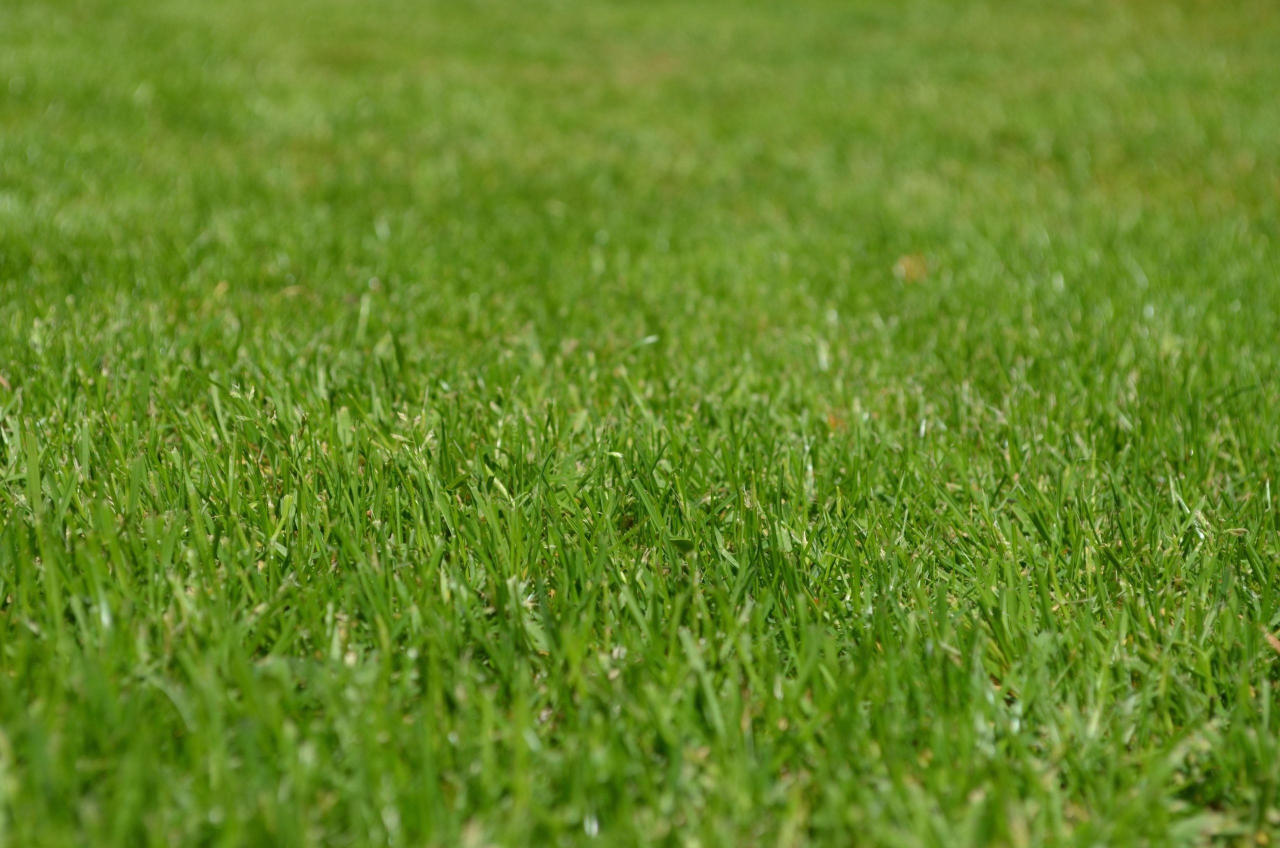 What’s it take to grow a healthy lawn? - Cascade Maintenance Services LLC